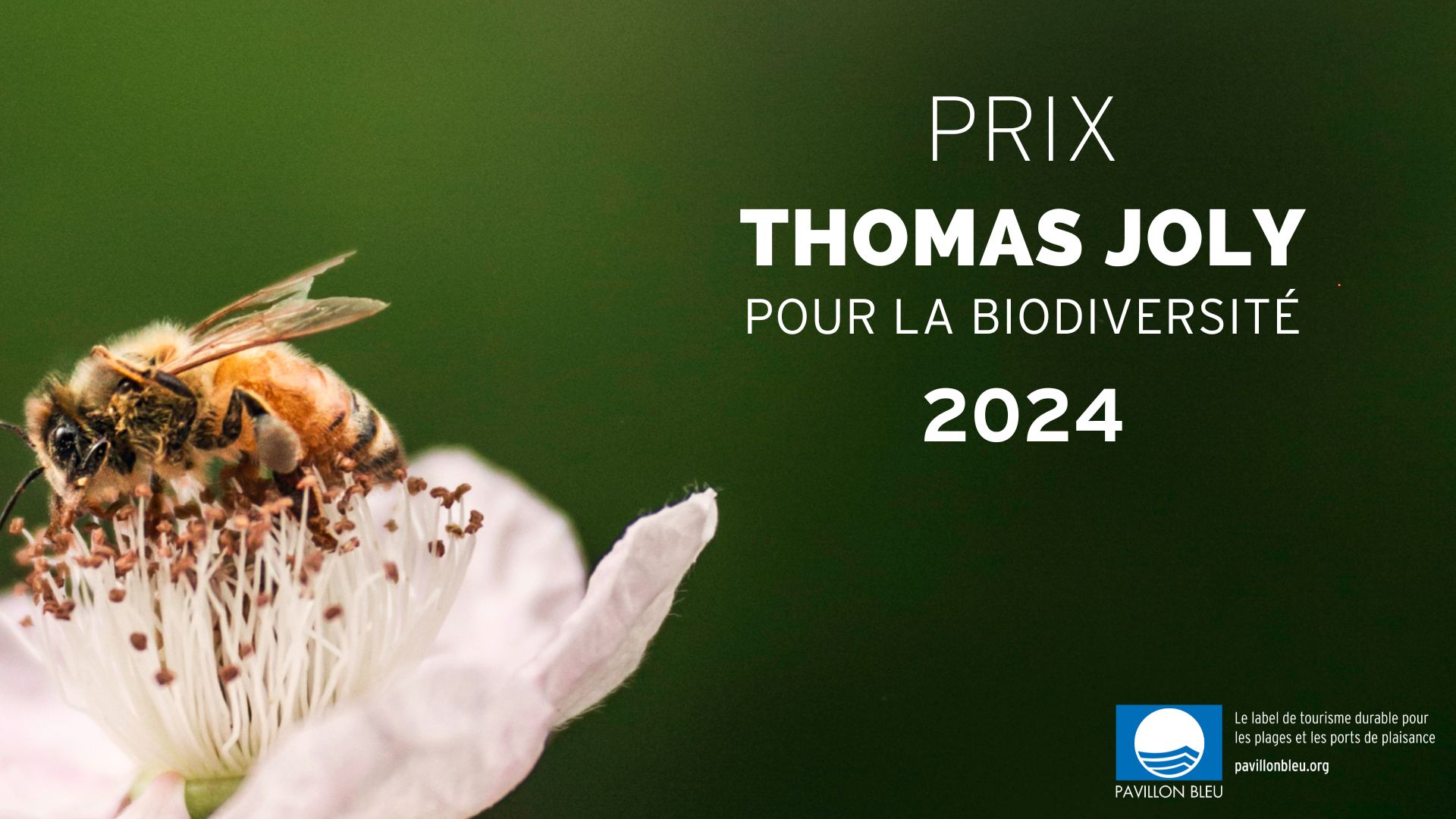 Les lauréats du Prix Thomas Joly 2024 sont ... - Pavillon-Bleu
